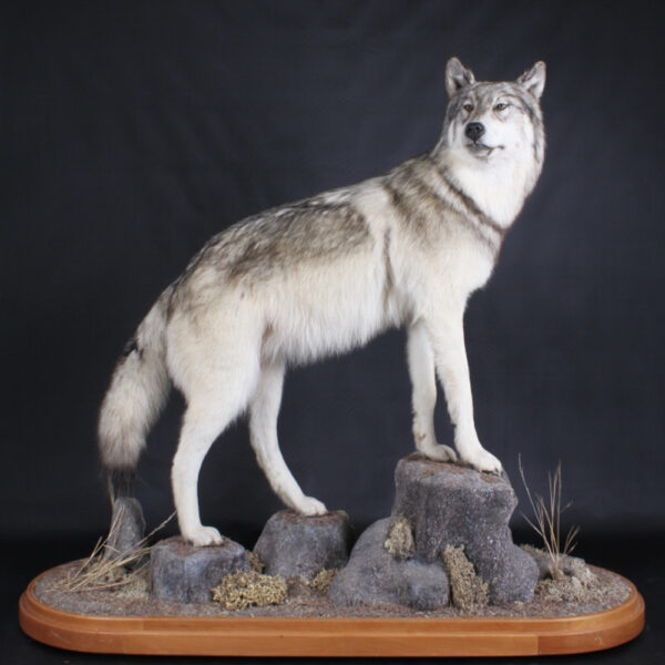 Taxidermy Full Body Trophy Wolf Mount Lot 94 North American Auction Co ...